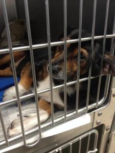 Weaseling his way into their hearts! – Carrie's Blog